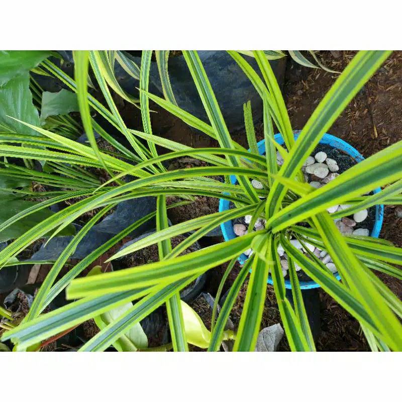 Jual Tanaman Hias Pandan Mini Varigata | Shopee Indonesia