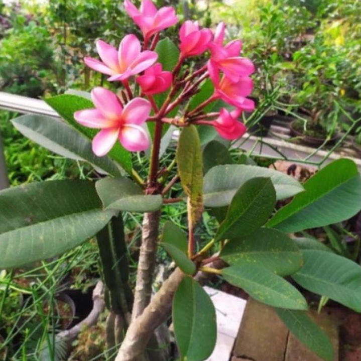 Jual Tanaman hias Stek Batang Kamboja bali bunga pink tanaman hias stek ... Jual Tanaman hias Stek Batang Kamboja bali bunga pink tanaman hias stek ...