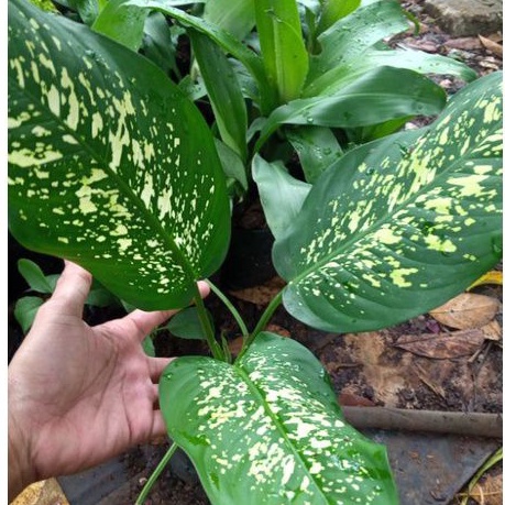 Jual Balanceng Sri Rejeki Beras tumpah - Aglonema Sri Rejeki Tanaman ...