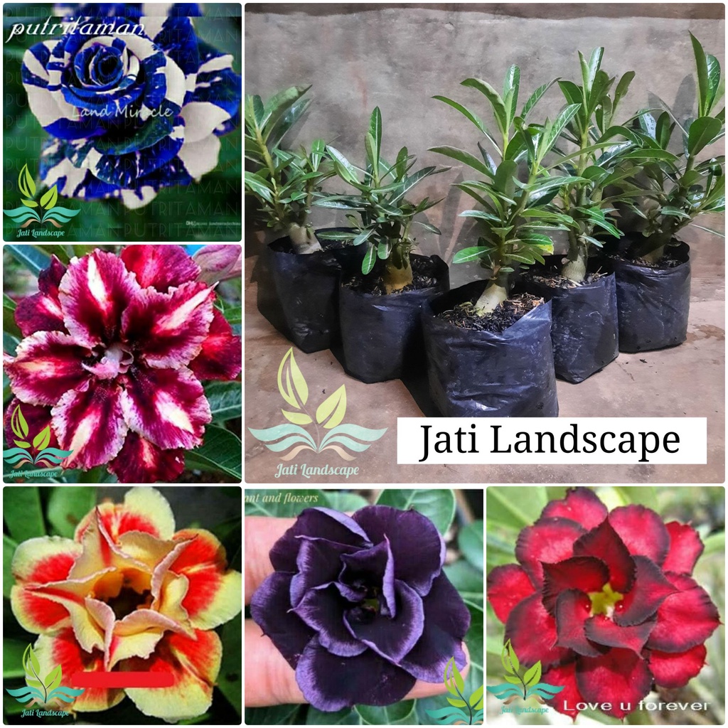 Jual Paket 5 Tanaman Hias Adenium Bunga Tumpuk | Shopee Indonesia