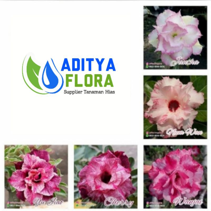 Jual paket 5 bibit bunga adenium - adenium bunga tumpuk | Shopee Indonesia