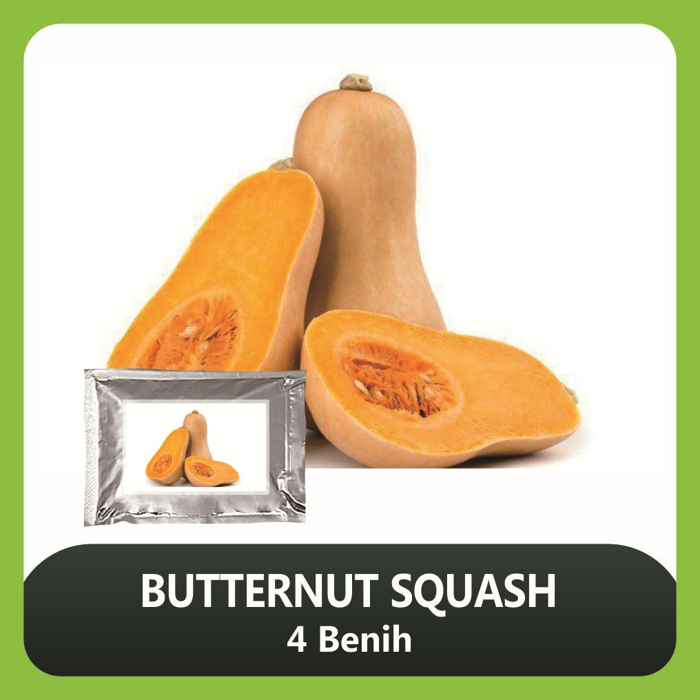 Jual Benih Bibit Buah Labu Madu Hibrida Butternut Squash 4 benih yesss ...