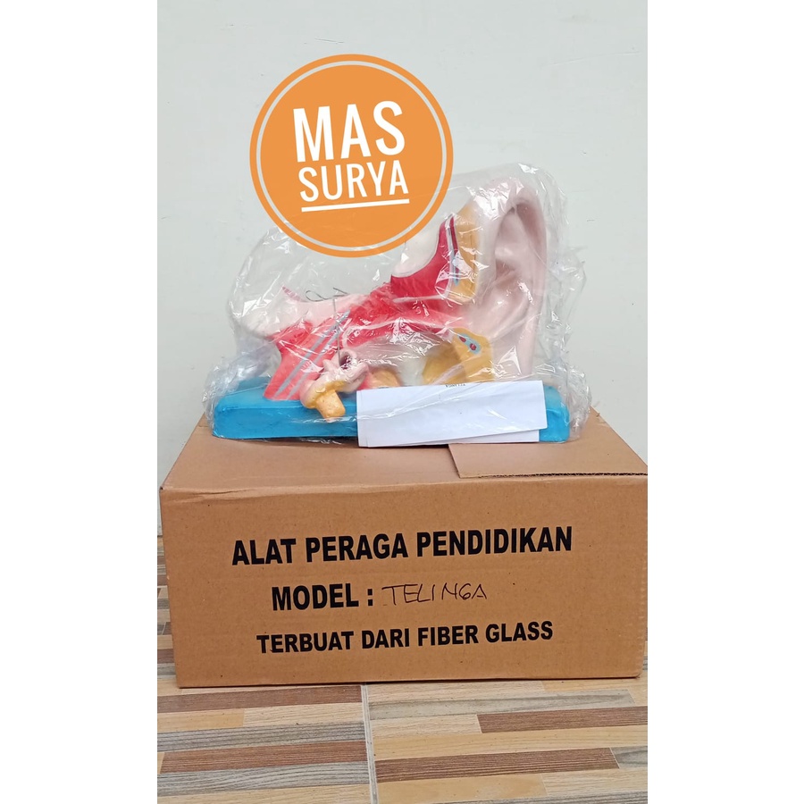 Jual Alat Peraga Pendidikan Model Telinga Manusia | Shopee Indonesia