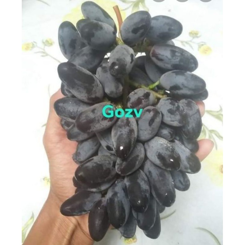 Jual bibit anggur impor gosv hasil grafting sangat mudah buah | Shopee ...