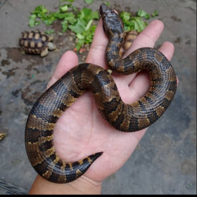 Jual Candoia Aspera Ground Boa | Shopee Indonesia