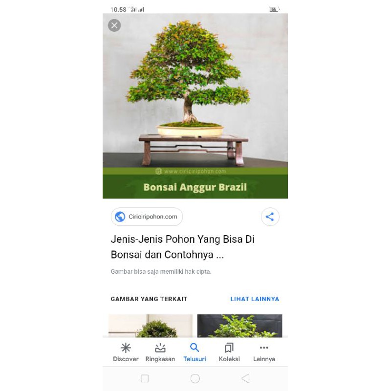 Jual bibit bonsai anggur brazil (bahan/bibitan) | Shopee Indonesia