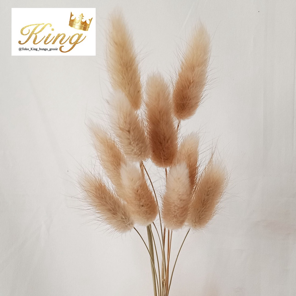 Jual (10 pcs) Dried Flower Lagurus Rabbit / Bunny Tail Bunga Tanaman ...