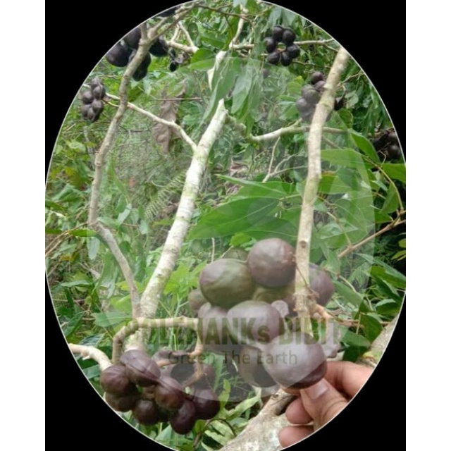 Jual Bibit Pohon Jengkol (Archidendron Pauciflorum) | Shopee Indonesia