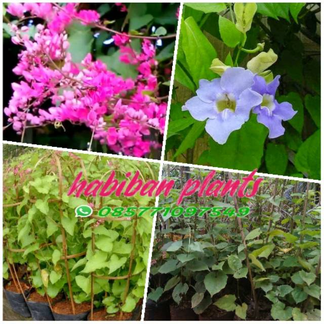 Jual Paket tanaman bunga rambat | Shopee Indonesia