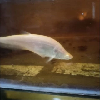 Jual Ikan Belida Terlengkap & Harga Terbaru Februari 2025 | Shopee ...