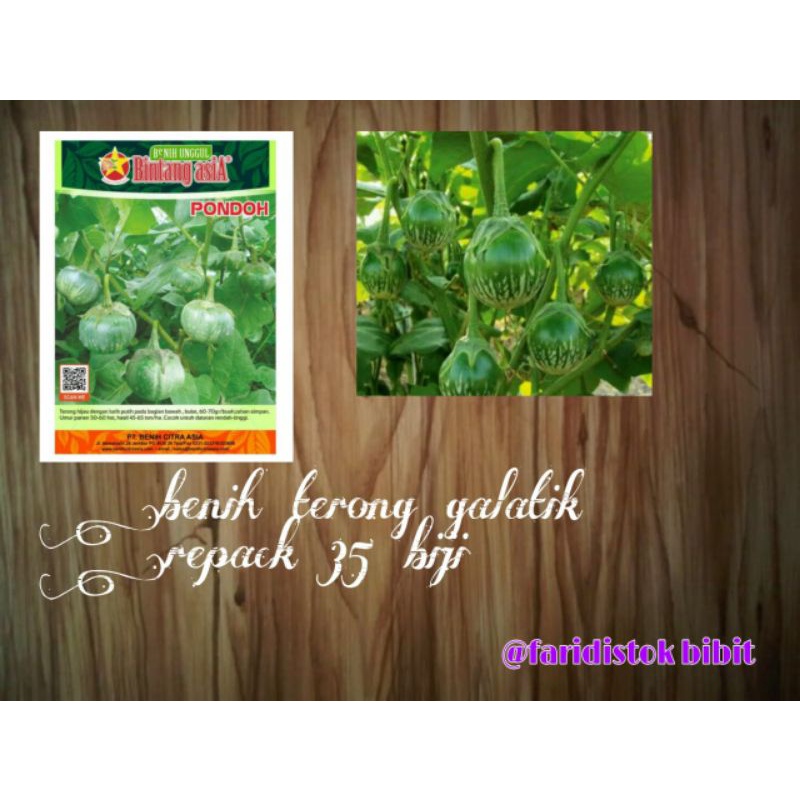 Jual benih terong lalab galatik repack 35 biji | Shopee Indonesia