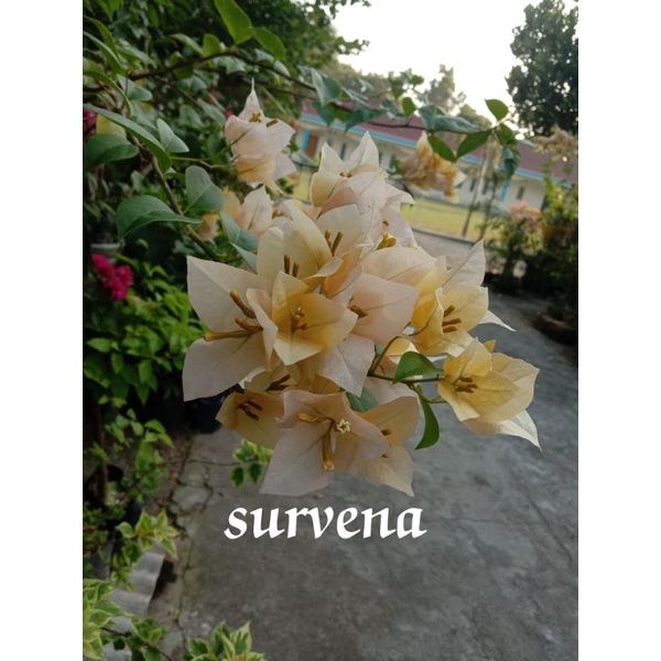 Jual bougenvile survena ori | Shopee Indonesia