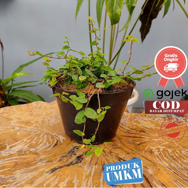 Jual Tanaman hias merambat tahan panas Dolar hias rambat tembok - ficus ...