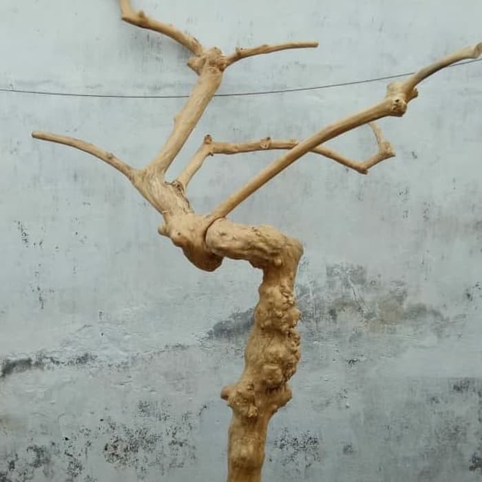 Jual Pohon Kayu Kopi | Shopee Indonesia