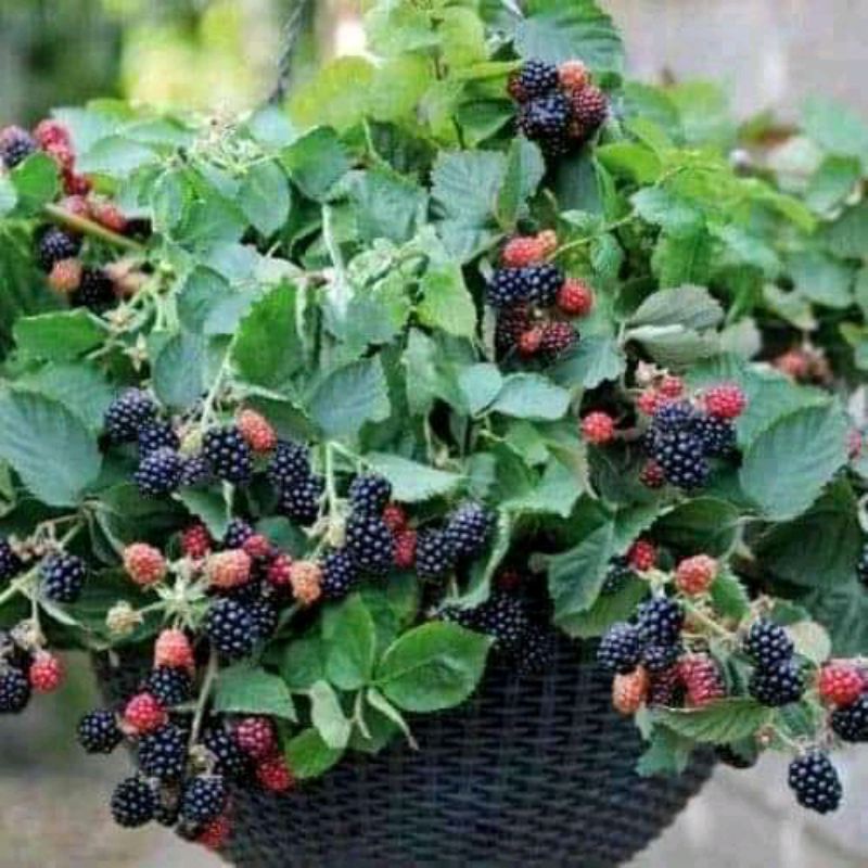 Jual Bibit tanaman buah blackberry/pohon blackberry | Shopee Indonesia