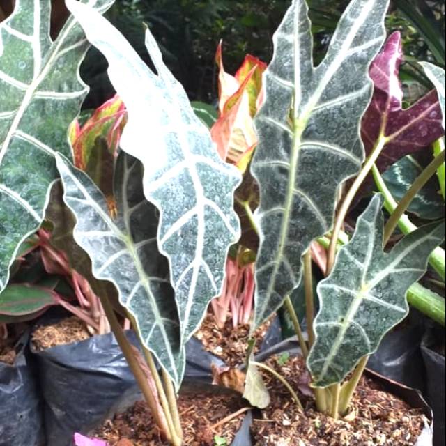 Jual Bunga keladi tengkorak / benih herbal / hiasan taman | Shopee ...