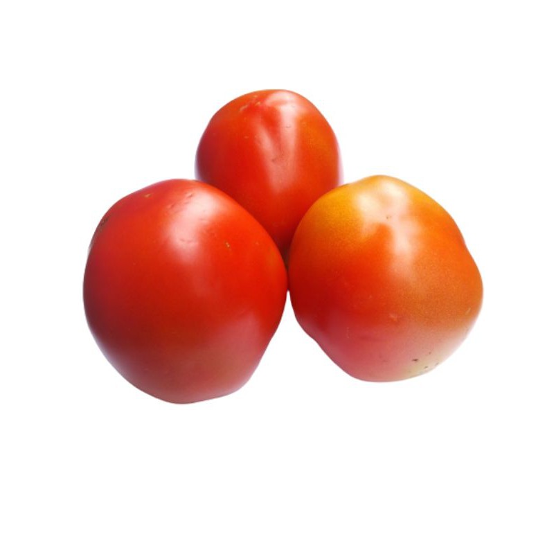 Jual TOMAT SEGAR 5KG | Shopee Indonesia