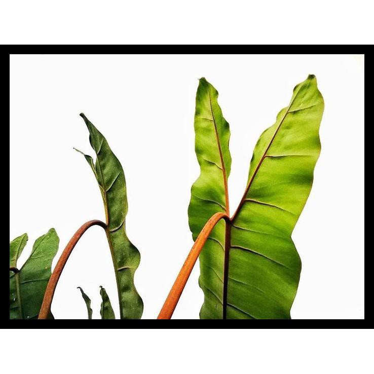 Jual TANAMAN HIAS PHILODENDRON BILLIETIAE / KABEL BUSI (RARE PLANT ...