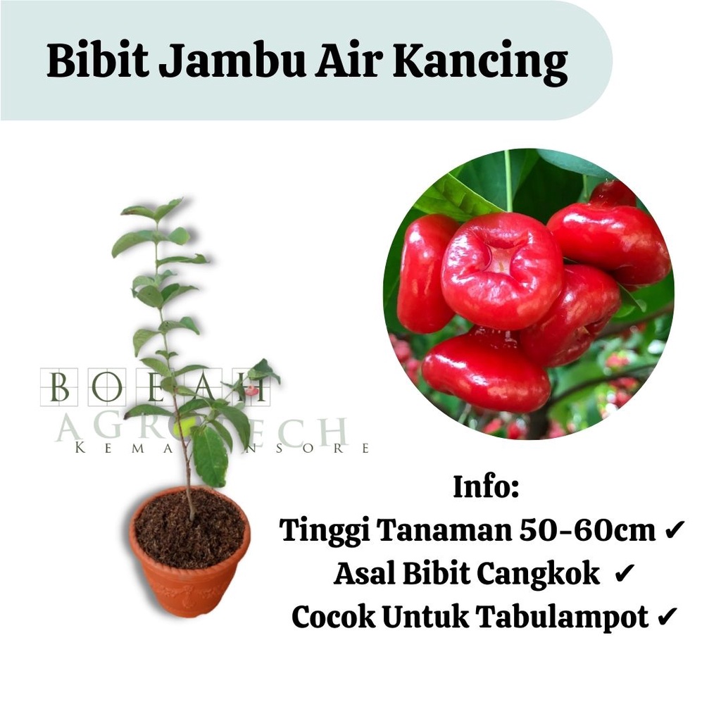 Jual Bibit Jambu Air Kancing Okulasi (Jaminan Original) | Shopee Indonesia