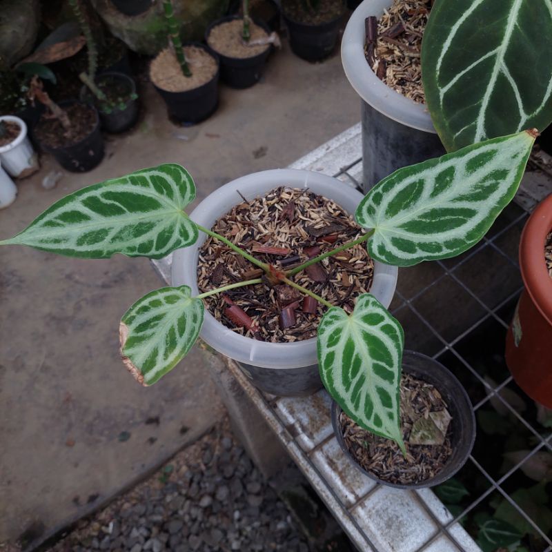 Jual tanaman hias anthurium anthurium/kuping gajah silver blush hybrid ...