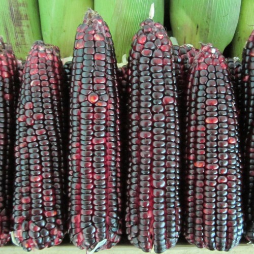 Jual VICTORY SEED 250 Gram tongkol Benih Biji Jagung Jagong Ungu Maiz ...