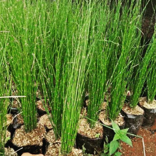 Jual Tanaman bambu air -tanaman bambu lidi -tanaman hias bambu | Shopee ...