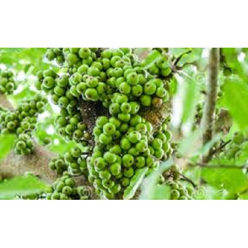 Jual Bibit Tanaman Loa Atau Lo - Siap Tanam | Shopee Indonesia