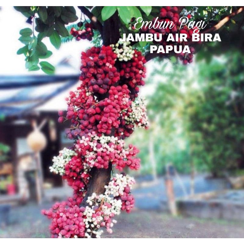 Jual Bibit Jambu Air Bira Papua 1 meter up dari sambung susu | Shopee ...