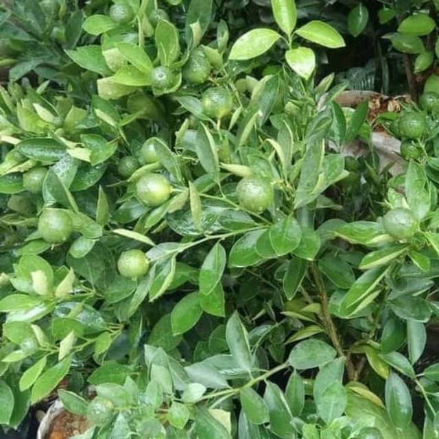 Jual Pohon Jeruk Songkit - jeruk kietna berbuah jeruk kip jeruk kasturi ...