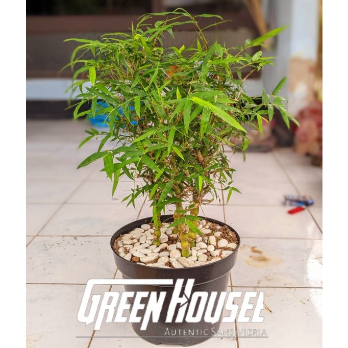 Jual tanaman hias bambu botol/tanamanhias bambu | Shopee Indonesia