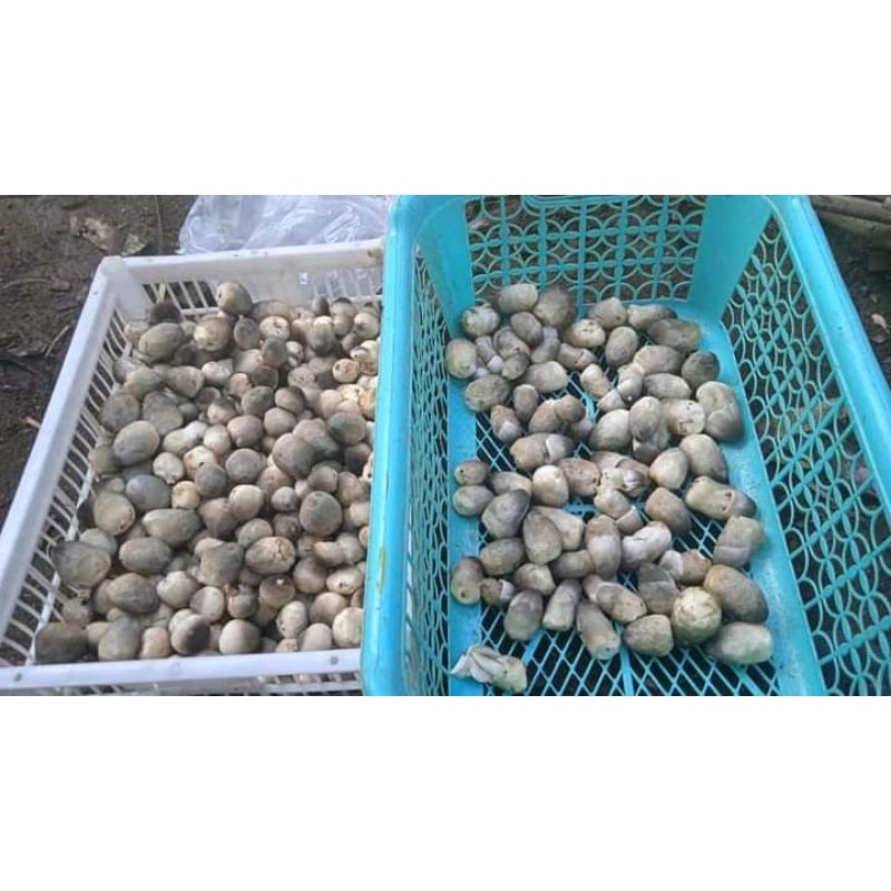 Jual jamur pentol | Shopee Indonesia