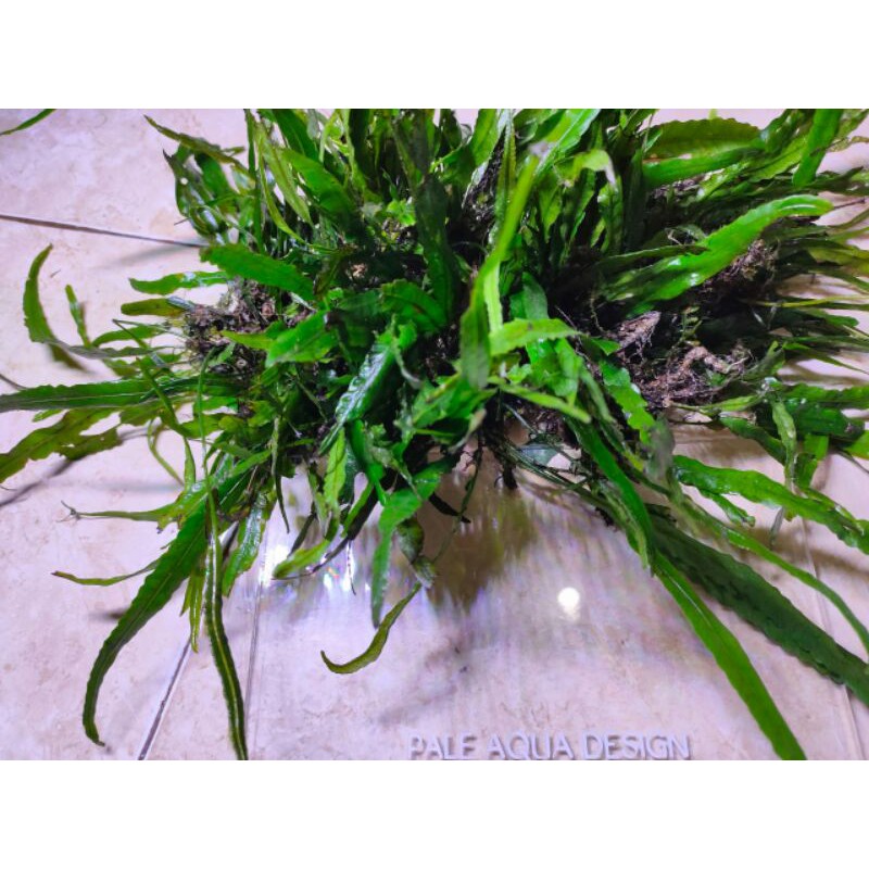 Jual java fern kadaka mini perdaun full air tanaman aquascape aquarium ...