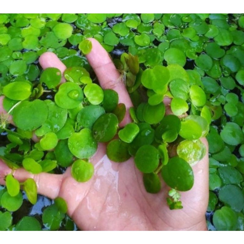 Jual Tanaman air amazon frogbit/tanaman aquascape/progbit | Shopee ...