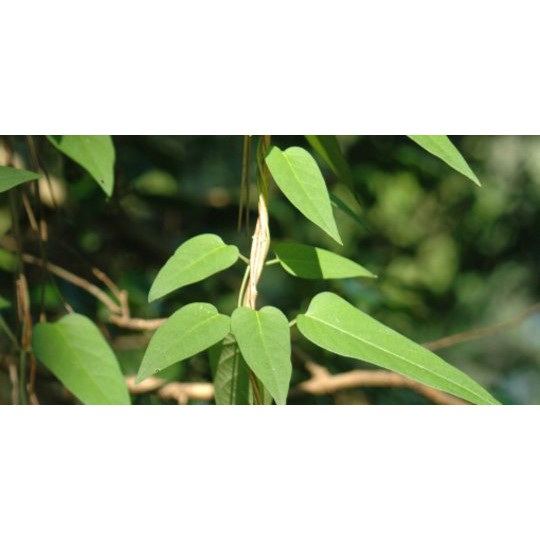 Jual Daun Sembukan / Daun Kentut segar / simbukan 100gr - Herbal untuk ...