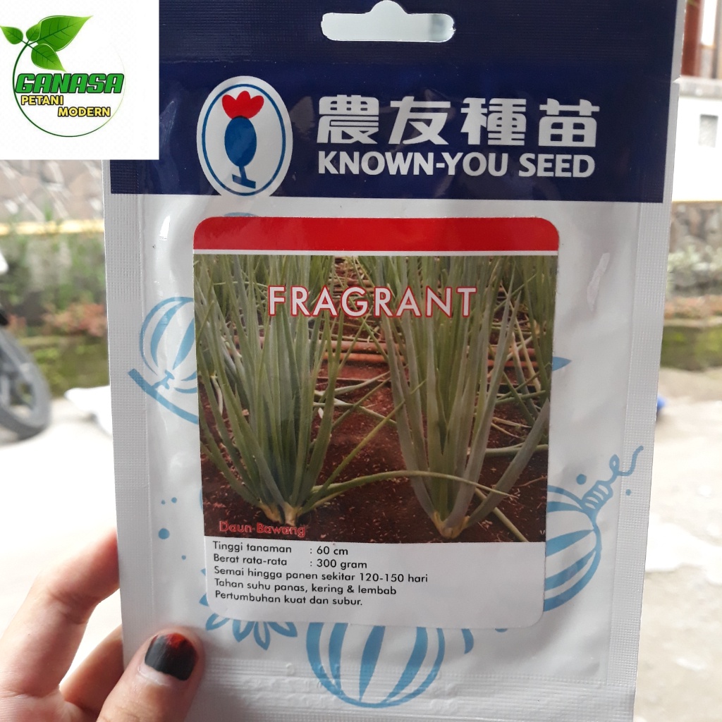Jual Daun Bawang Benih Daun Bawang / Benih Daun Pre Fragrant | Shopee ...