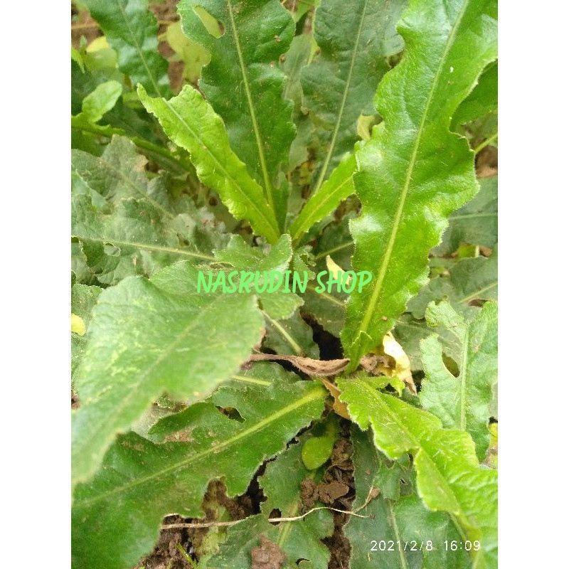 Jual DAUN TAPAK LIMAN SEGAR / LAPE LAPE TANAH / ELEPHANTOPUS SCABER ...