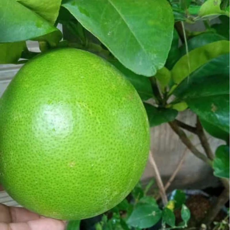 Jual Bibit Jeruk Bali Madu Sudah Berbuah Bibit Jeruk Bali Madu Jumbo ... Jual Bibit Jeruk Bali Madu Sudah Berbuah Bibit Jeruk Bali Madu Jumbo ...