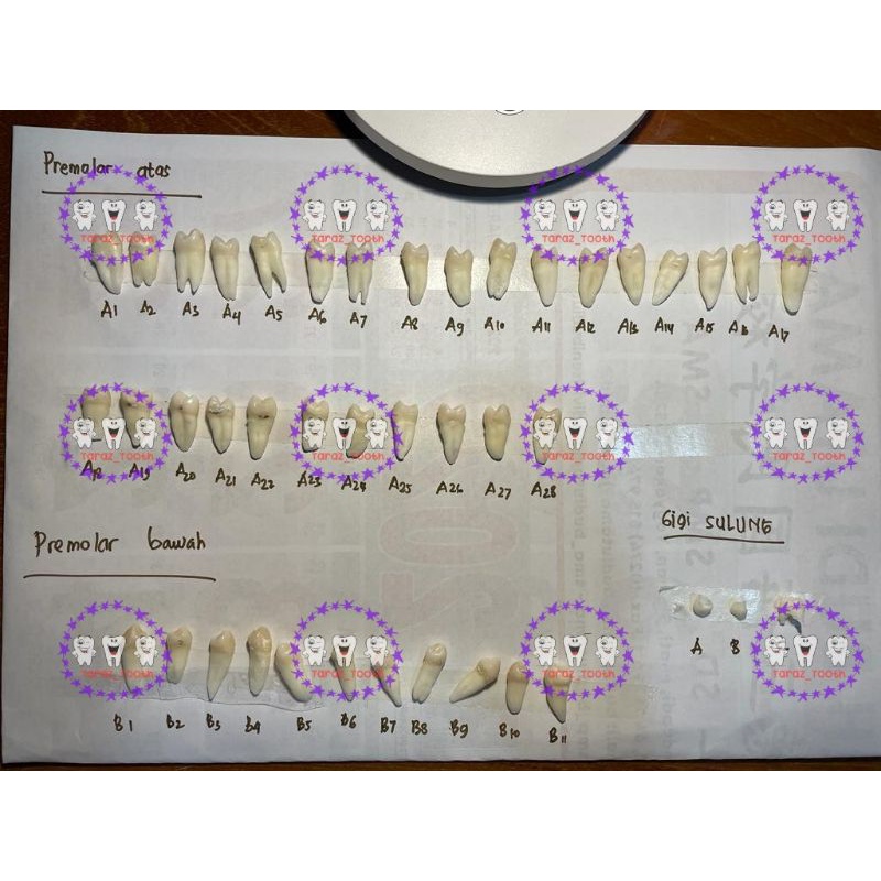 Jual gigi praktikum kedokteran gigi insisivus, caninus, premolar, molar ...