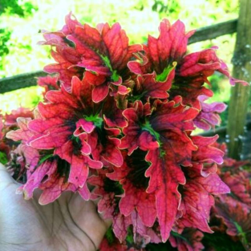 Jual Tanaman Hias Miana Garuda Merah // Miyana Kipas Tanaman Hidup ...