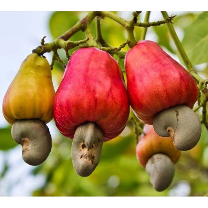 Jual jambu mete / jambu monyet 1600 grm fresh free dobblewrb tebal ...