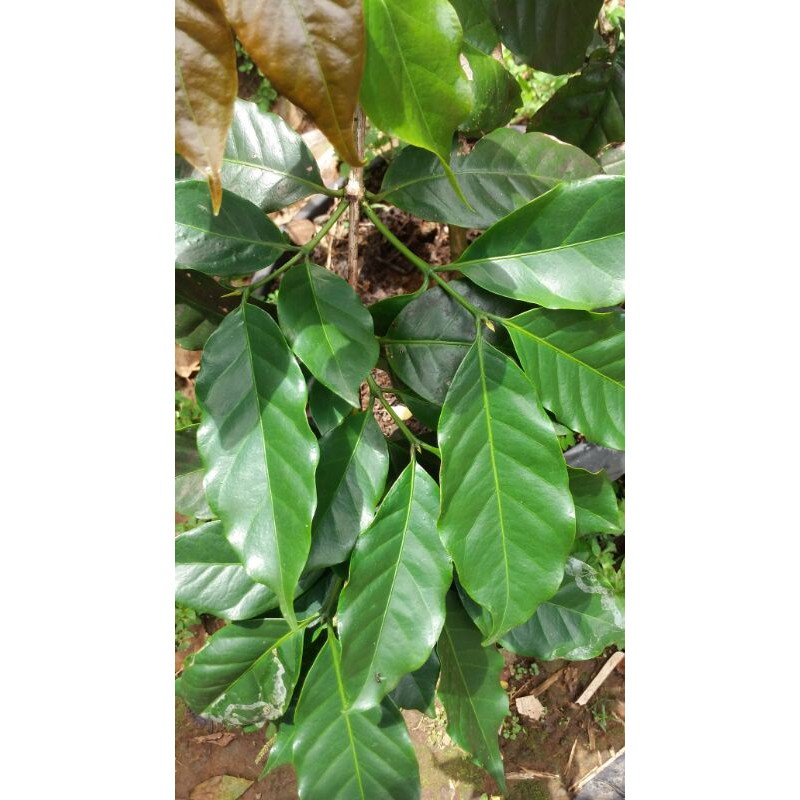 Jual daun kopi arabika,Robusta dan exelsa | Shopee Indonesia