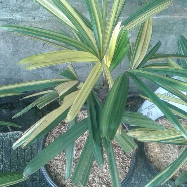Jual Tanaman hias palem regu varigata - palm regu varigata | Shopee ...