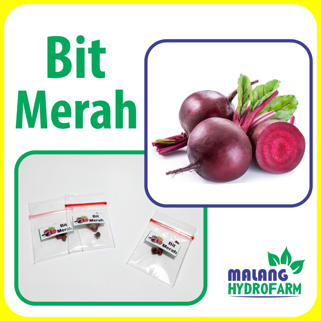 Jual Benih Bit Merah Unggulan berkualitas biji buah beet root beetroot ...