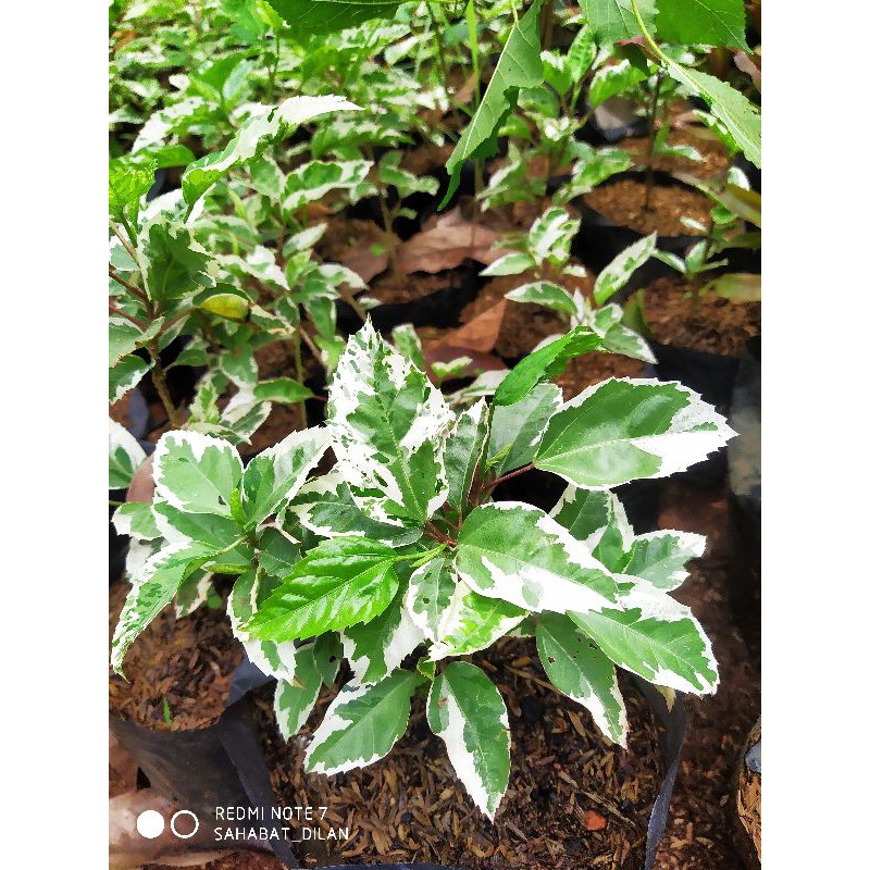 Jual Tanaman hias Kembang Sepatu varigata/Pohon bunga hibicus | Shopee ...