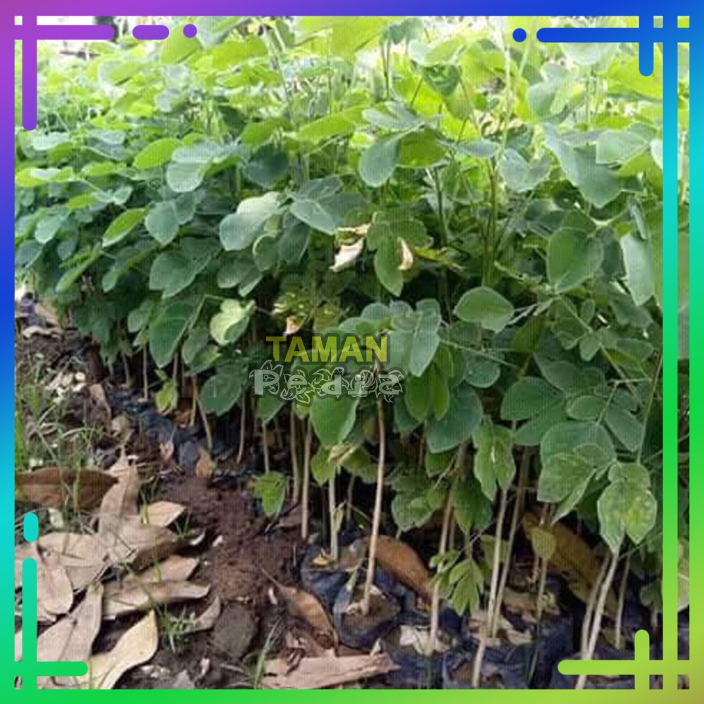 Jual Bibit Tanaman Trembesi - Pohon Kayu Trembesi - Bibit Tanaman ...