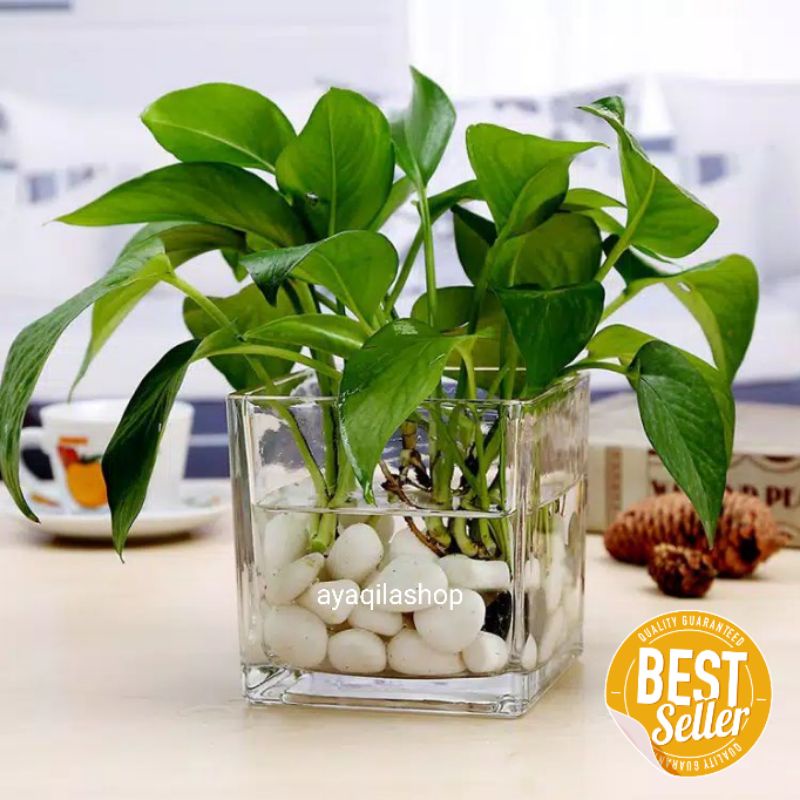 Jual VAS BUNGA KACA KOTAK / VAS AESTHETIC / VAS BUNGA PERSEGI/ VAS KACA ...