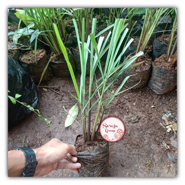 Jual Pohon Sereh Merah / Tanaman Herbal Sereh Merah / Tanaman Bumbu ...