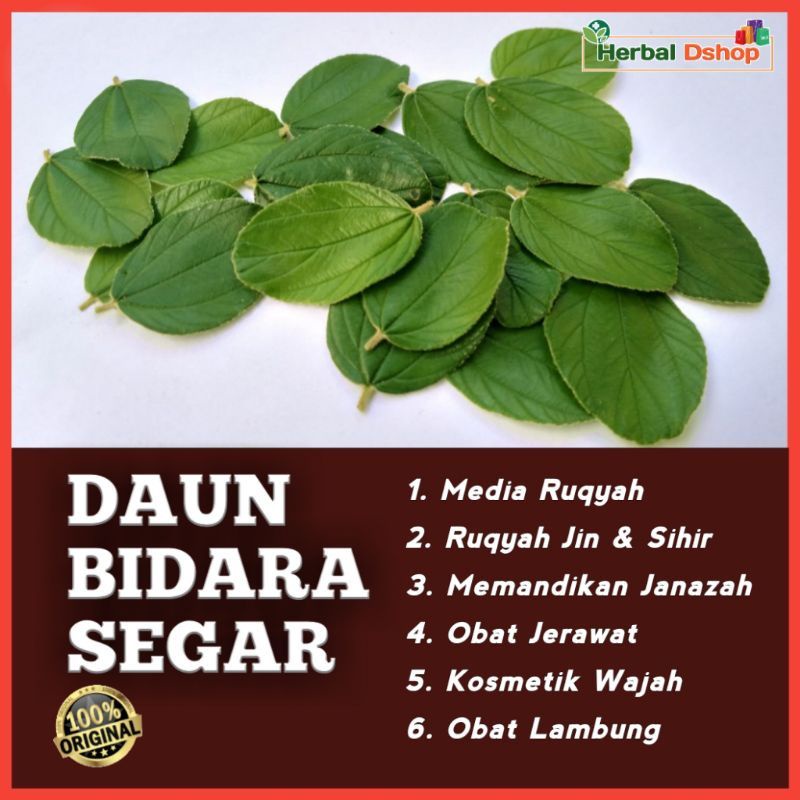 Jual Daun Bidara Arab Segar Murah Asli / daun bidara 50, 100, lembar ...