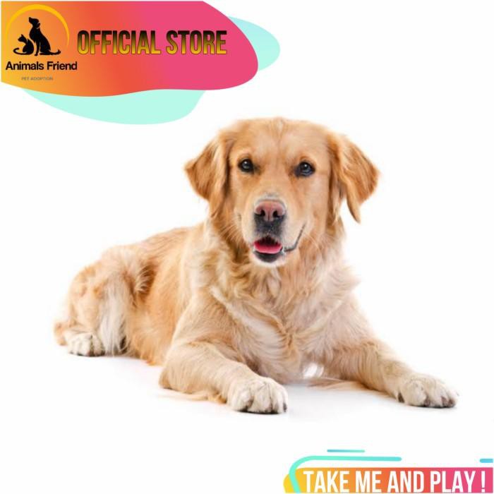 Jual ANJING GOLDEN RETRIEVER BIG BONE GOOD QUALITY | Shopee Indonesia