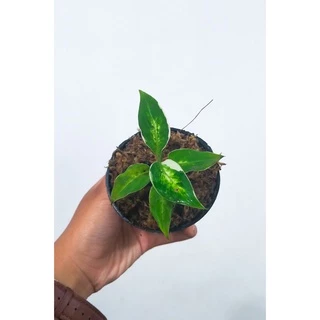 Jual Dieffenbachia Seguine Terlengkap & Harga Terbaru Mei 2024 | Shopee ...